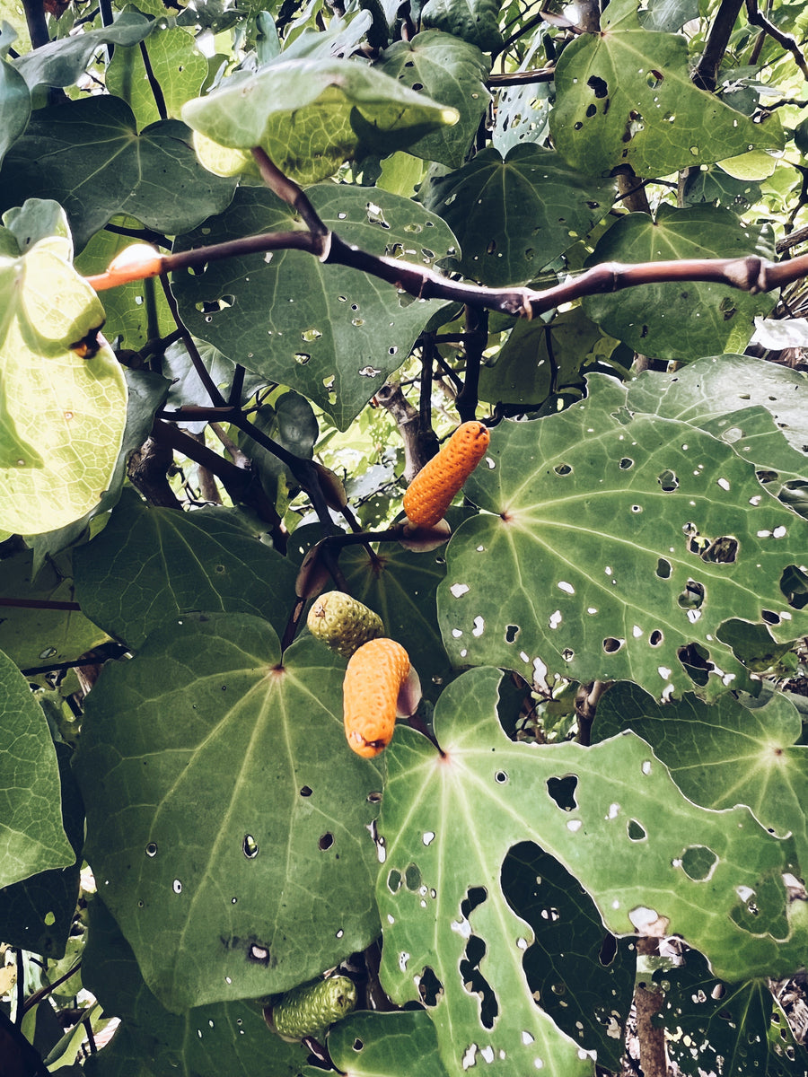 Kawakawa Flowers – Wild Botanica