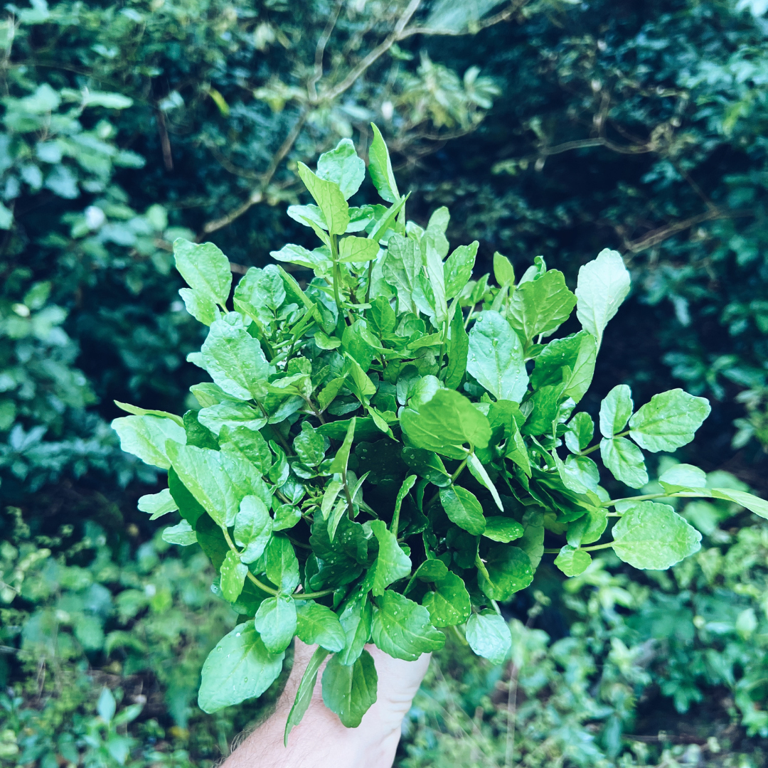 Watercress ~ Nasturtium Officinale – Wild Botanica