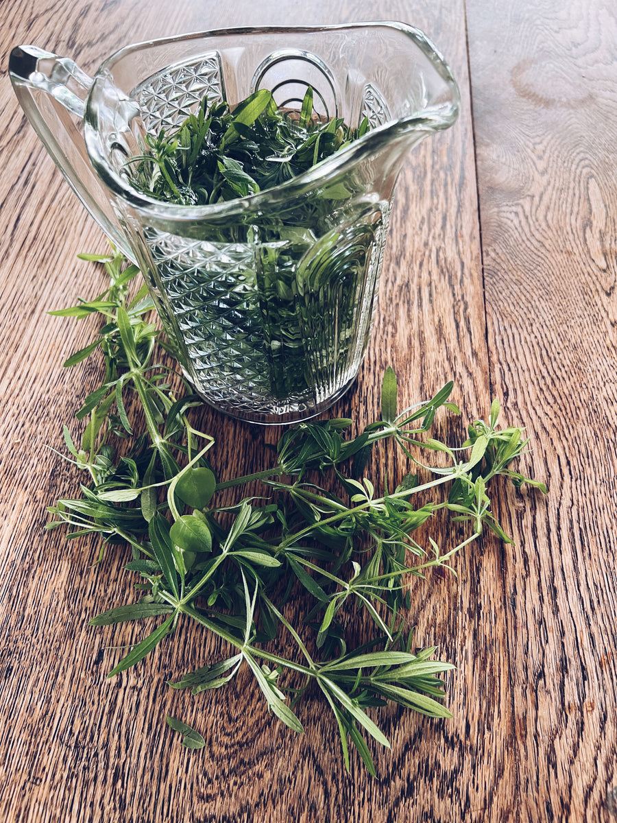 Cleavers Infusion – Wild Botanica