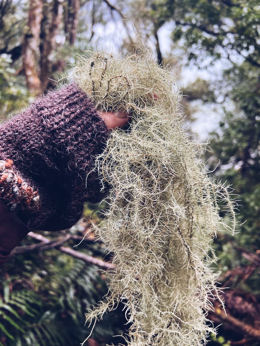 Usnea / Angiangi – Wild Botanica