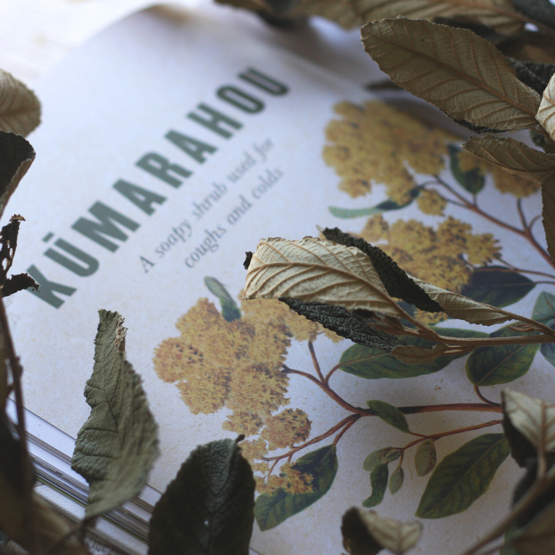 Kumarahou / Golden Tainui – Wild Botanica