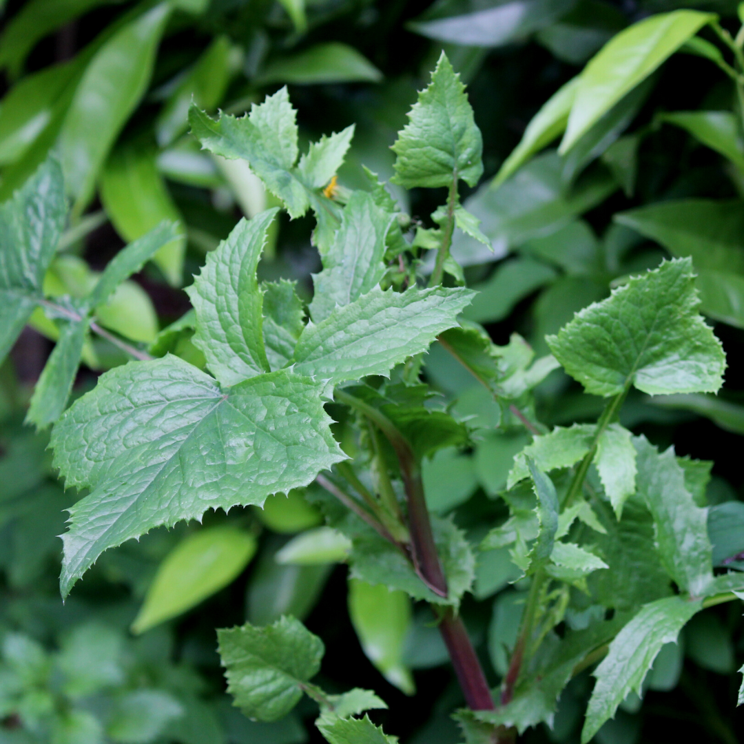 Puha / Rauriki – Wild Botanica