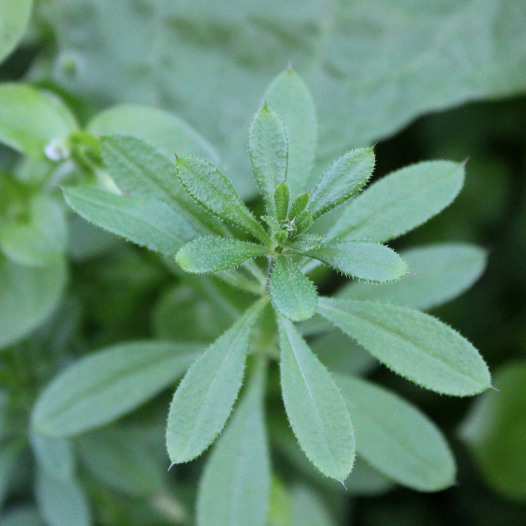 Cleavers Infusion Recipe – Wild Botanica