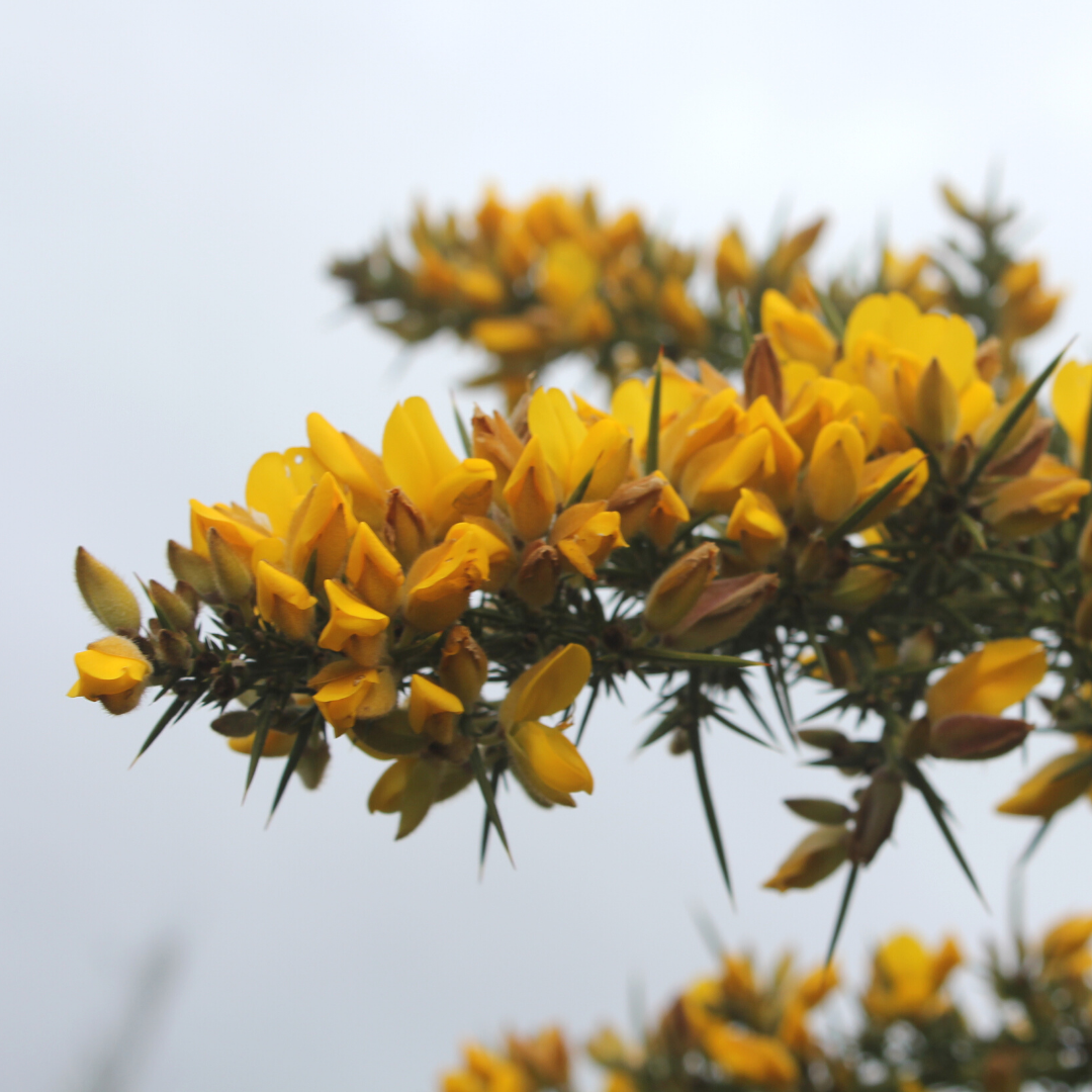 Gorse – Wild Botanica