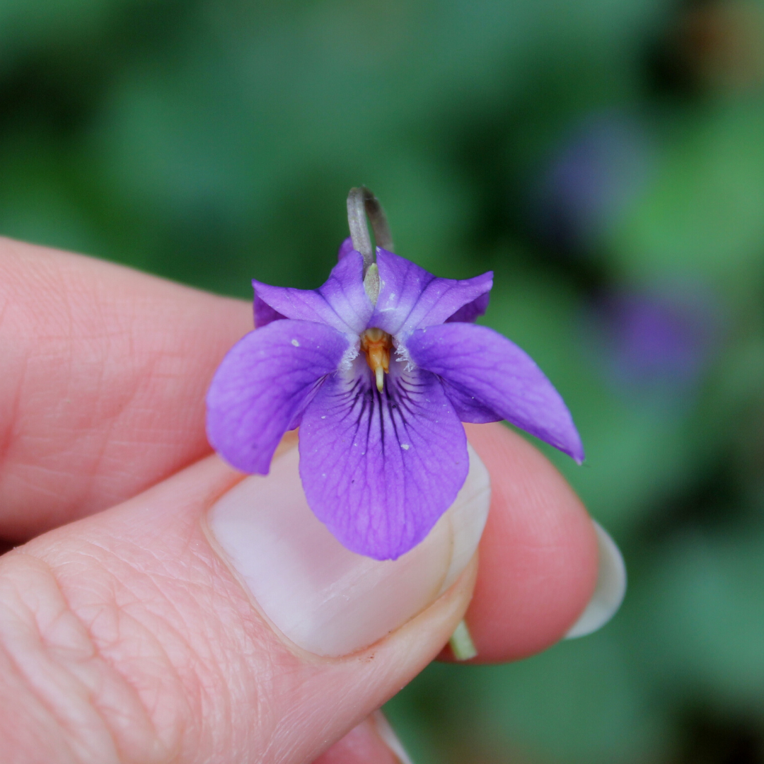 Sweet Violet – Wild Botanica