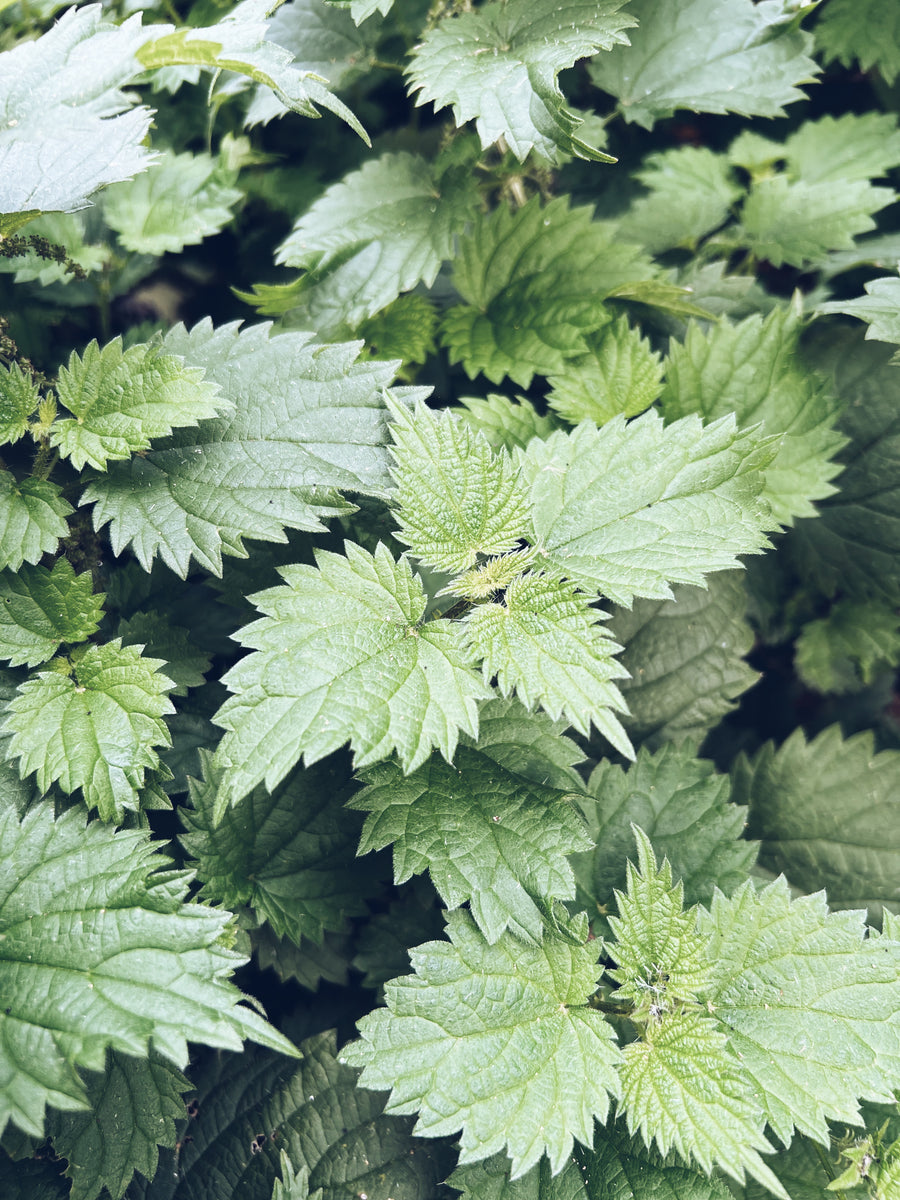 Stinging Nettle – Wild Botanica