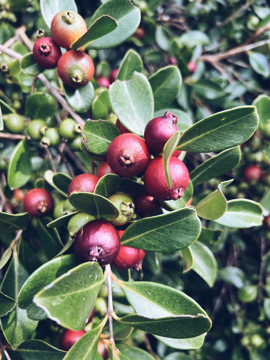 Cherry Guava – Wild Botanica