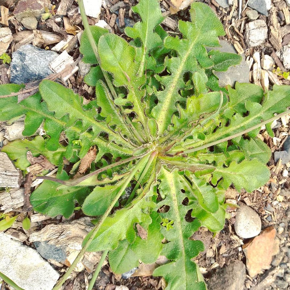 Cat's Ear / False Dandelion / Flatweed – Wild Botanica