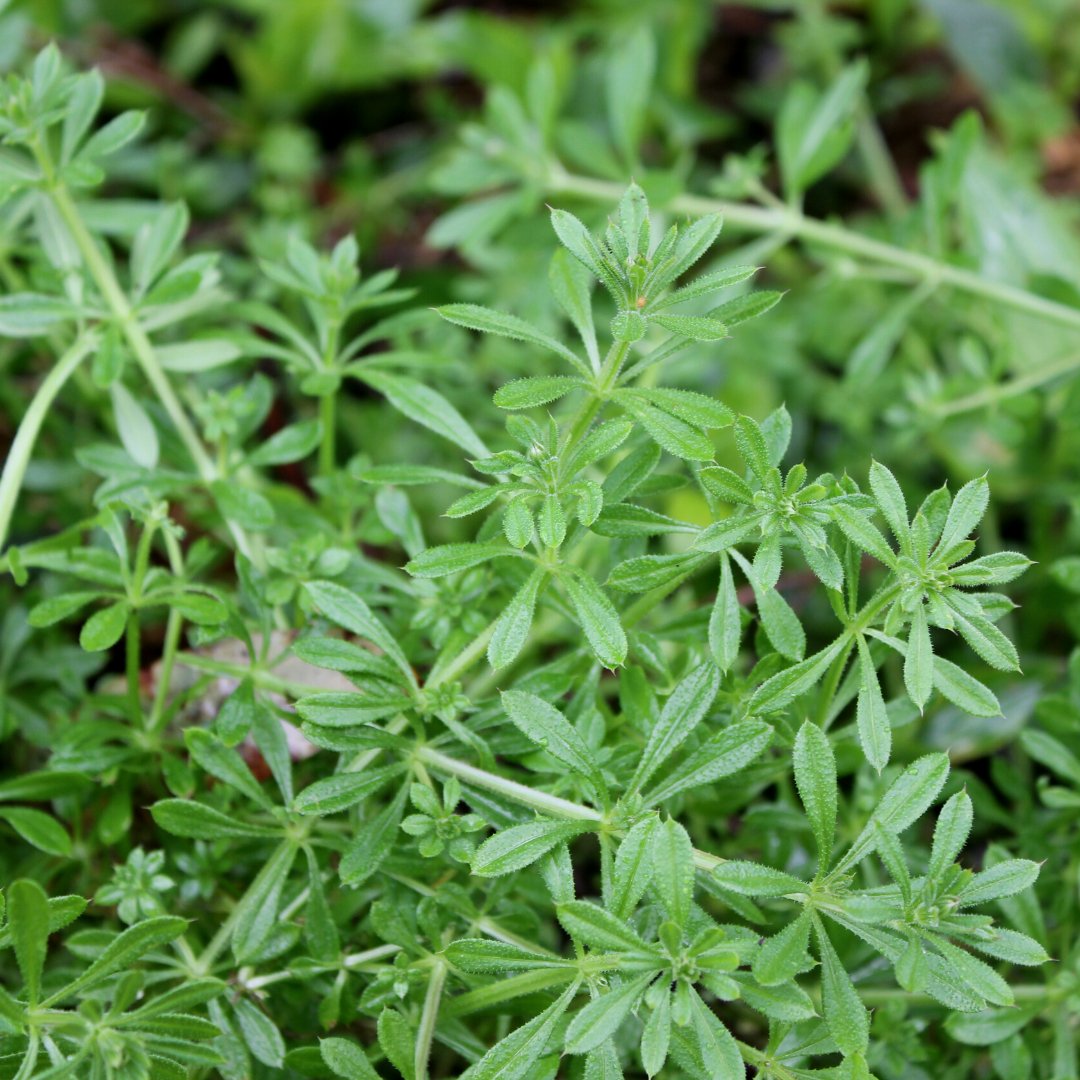 Cleavers – Wild Botanica