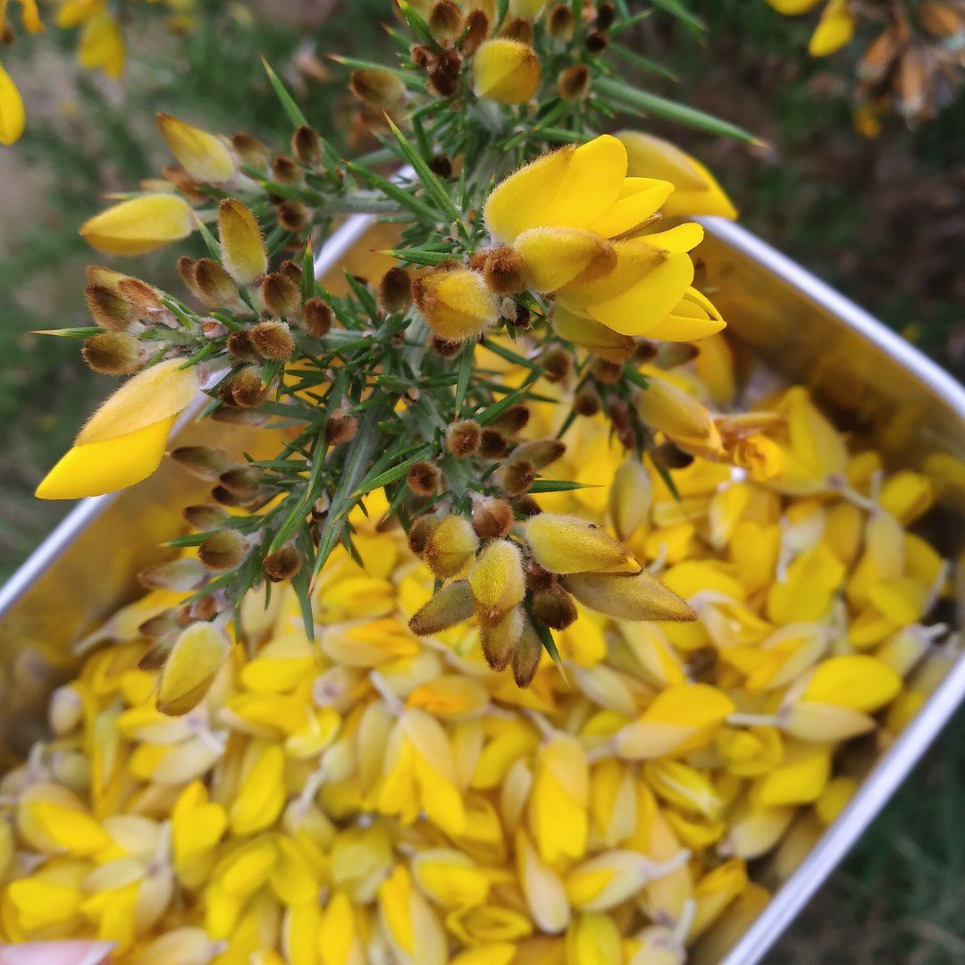 Gorse Flowers – Wild Botanica