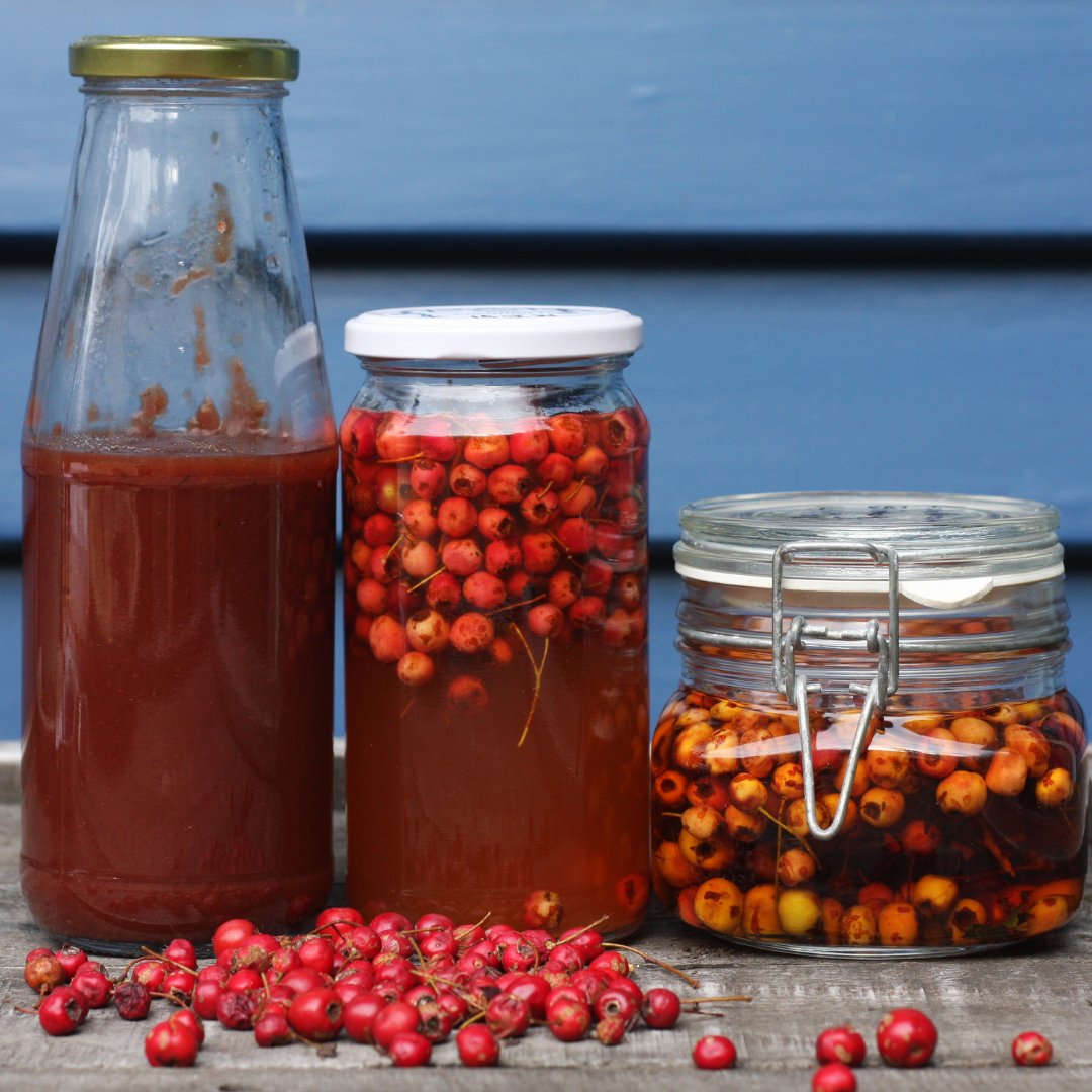 Hawthorn Berry Ketchup Recipe – Wild Botanica