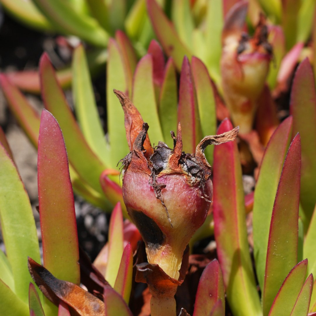 Iceplant / Pigface / Sour Fig – Wild Botanica
