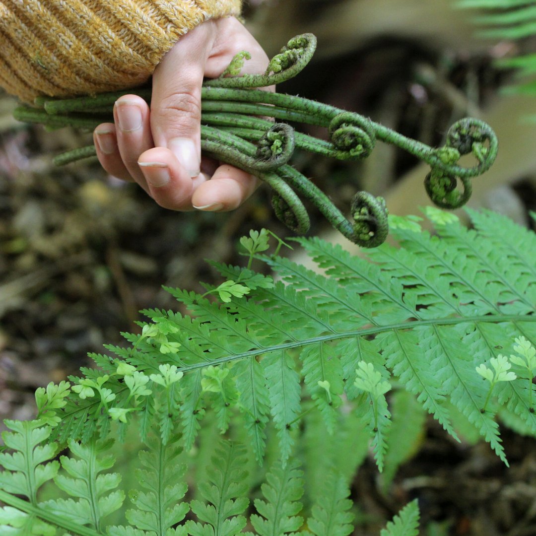 Pikopiko – Wild Botanica