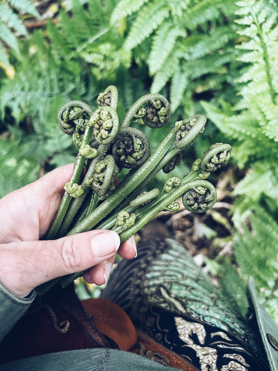 Pikopiko – Wild Botanica