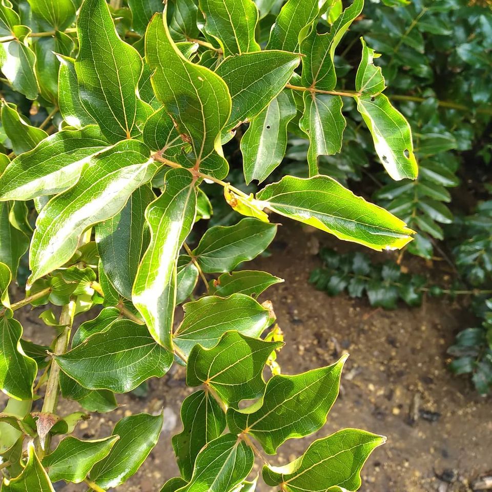 Tutu - Toxic – Wild Botanica