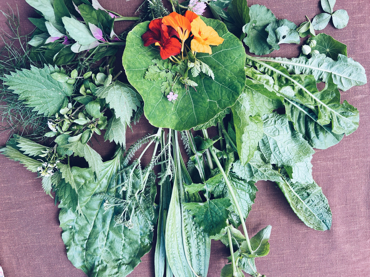 Foraging Guides ~ Empower yourself to forage for wild plants ~ – Wild ...